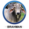 Breed Information - Bos Indicus International
