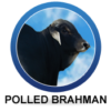 Brahman - Bos Indicus International