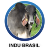 Breed Information - Bos Indicus International